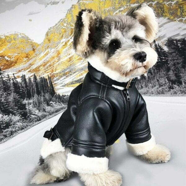 Vêtements Et Accessoires En Cuir Pour Chiens 2024 - Boutique Mode Pour ...