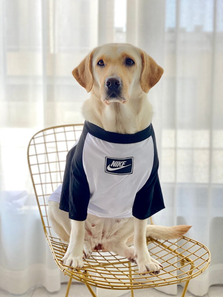 Vêtements Grands Chiens Nike 2025 Dog Love Design